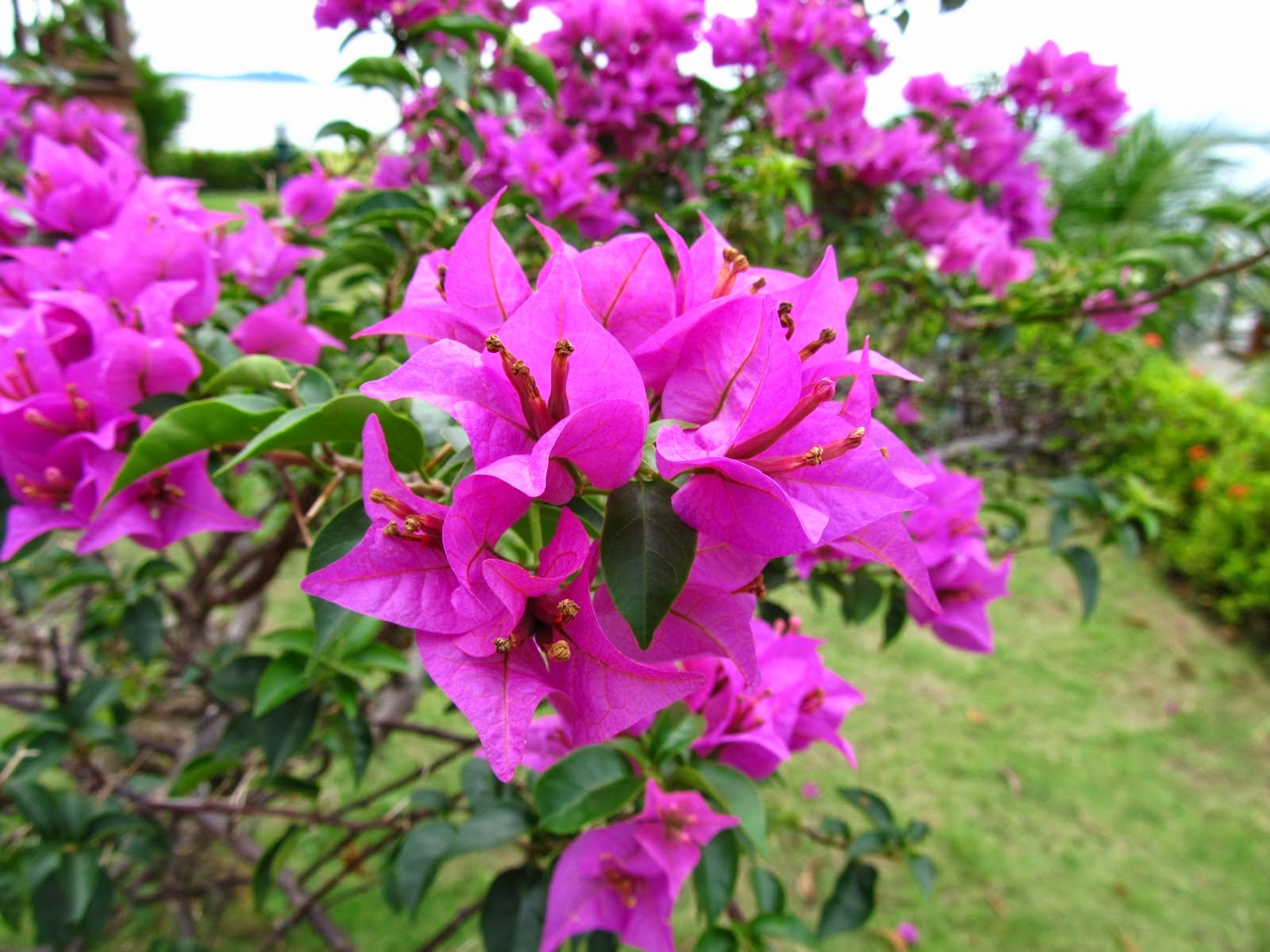 Jual Bunga Bugenvill | PaDi UMKM