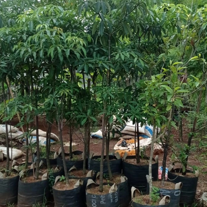 Jual POHON PULE BATANG TUNGGAL TINGGI 2.5 _ 3 METER | PaDi UMKM